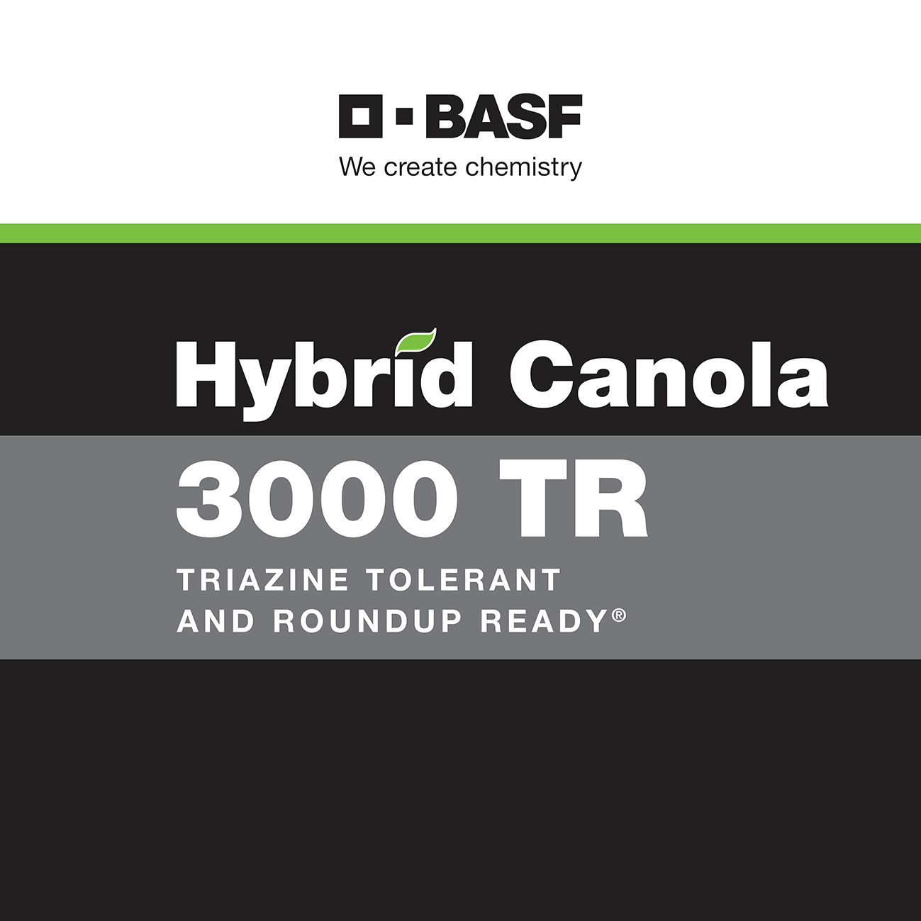 myseed.com.au - /resources/images_current_17 aug/canola/